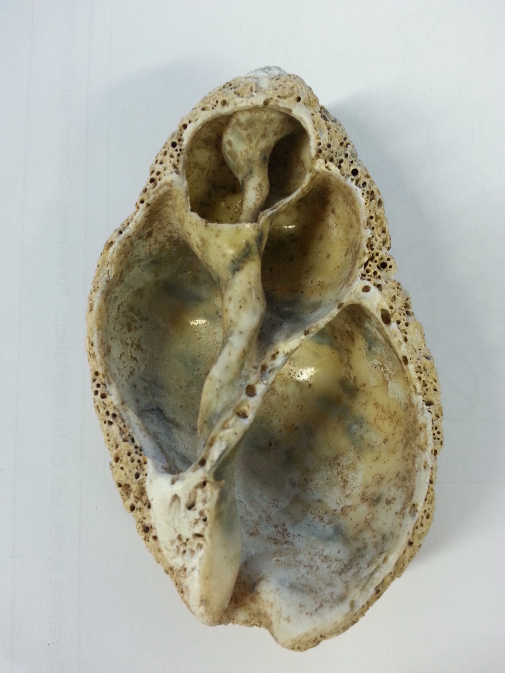 Tinkering with Curves – Forces in Translation